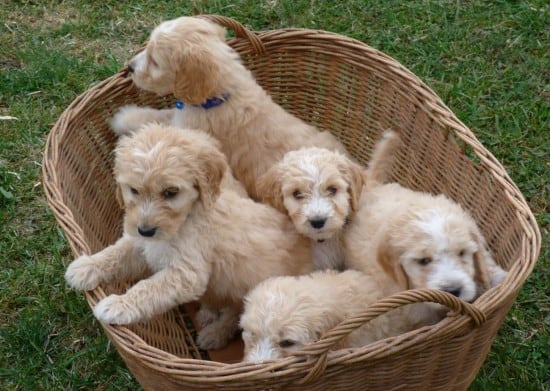 Springerdoodle, Poodle and English Springer Spaniel Mix - SpockTheDog.com