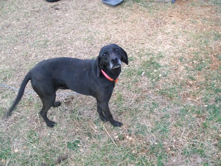 Stephens Stock - SpockTheDog.com