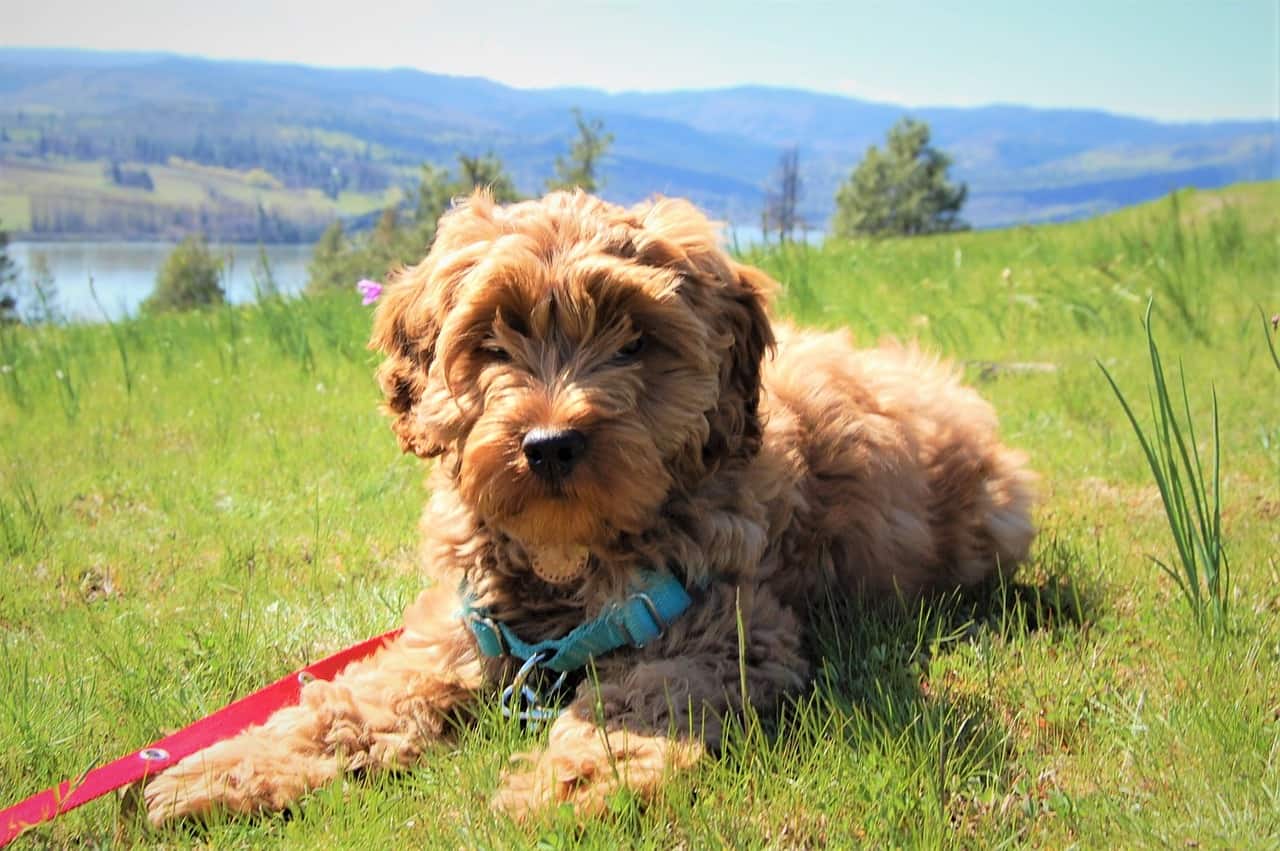 Labradoodle Adoption/Rescue - Where To Get One, Adoption Fees and More Labradoodle Adoption/Rescue - Where To Get One, Adoption Fees and More